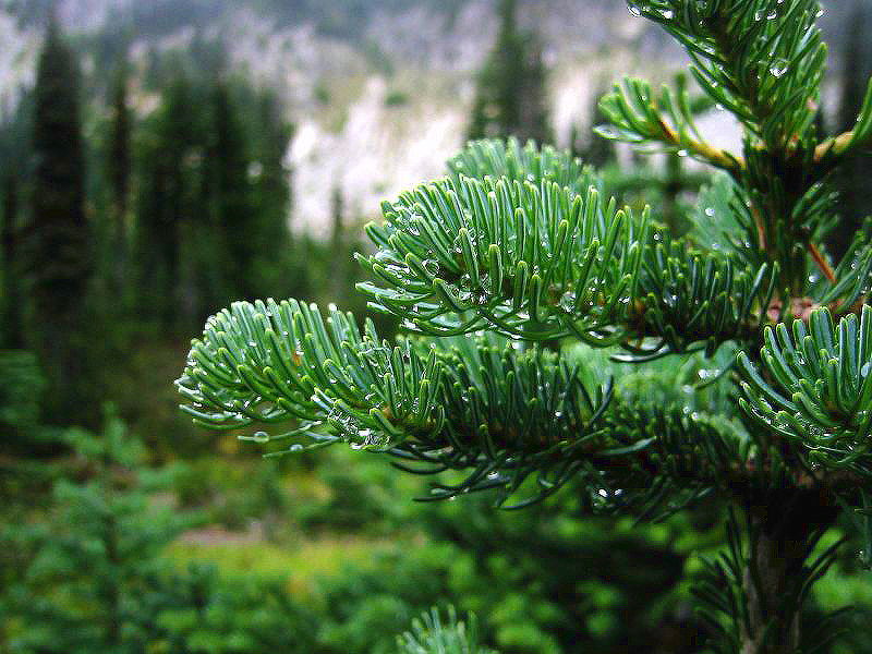 Alpine Fir (Abies lasiocarpa)