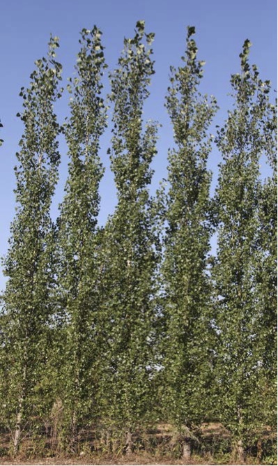 Columnar Poplar